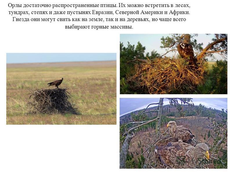 Презентация на тему «Хищная птица орёл Муфтеев Максим 6 Ж Орел