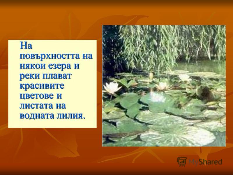 Презентация на тему Растенията и тяхната среда на живот Урок по