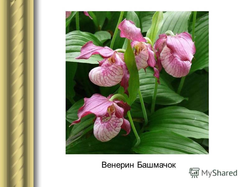 Презентация на тему КРАСНАЯ КНИГА Удмуртской Республики Природа