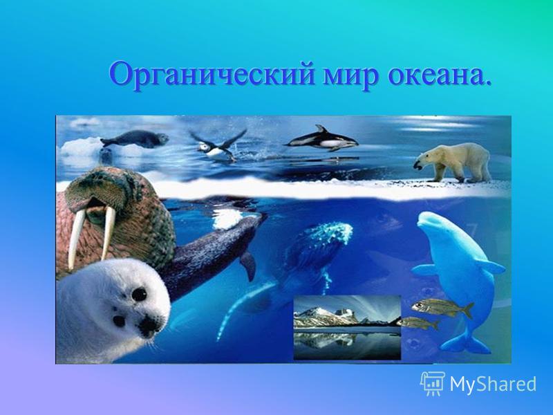 Презентация на тему Северный Ледовитый океан Геогра фическое