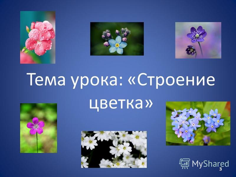Презентация на тему Урок на тему «Строение цветка Тема урока
