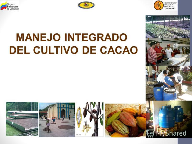 Презентация на тему Manejo Integrado Del Cultivo De Cacao Plagas Del