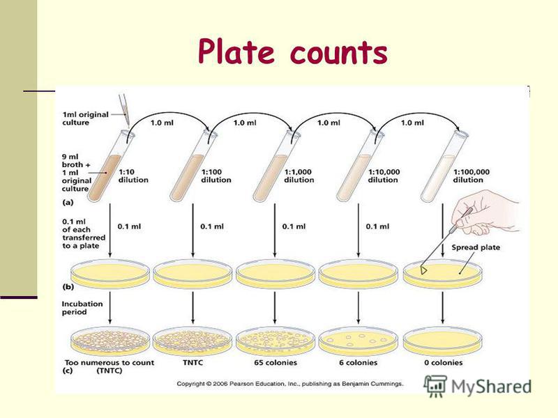 Plate Count Technique | Hot Sex Picture Plate Count Technique | Hot Sex Picture