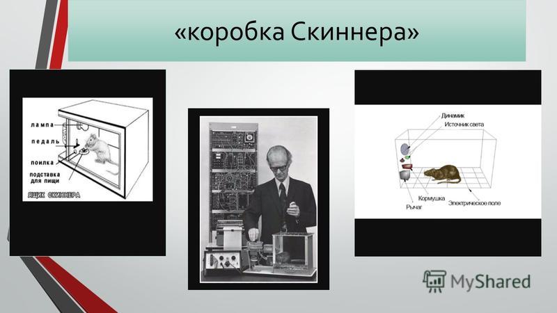 Презентация на тему Теория Б Скиннера Беррес Фредерик Скиннер