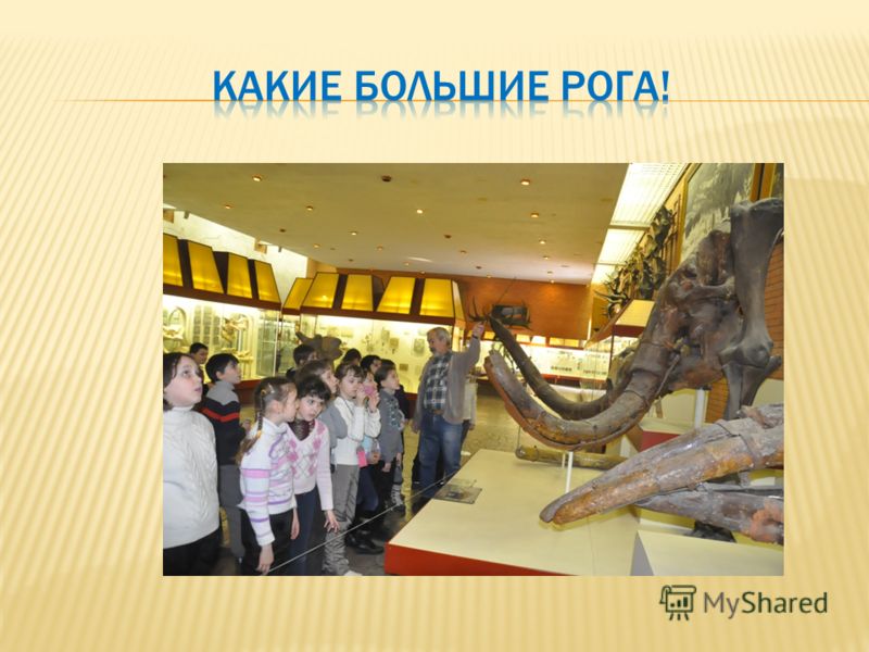 Презентация на тему Экскурсия в Палеонтологический музей 10 февраля