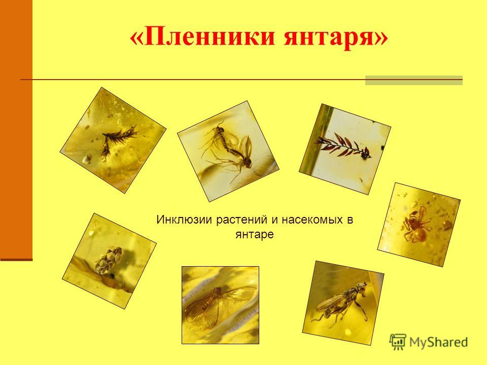 Презентация на тему Янтарь солнечный камень Скачать бесплатно и