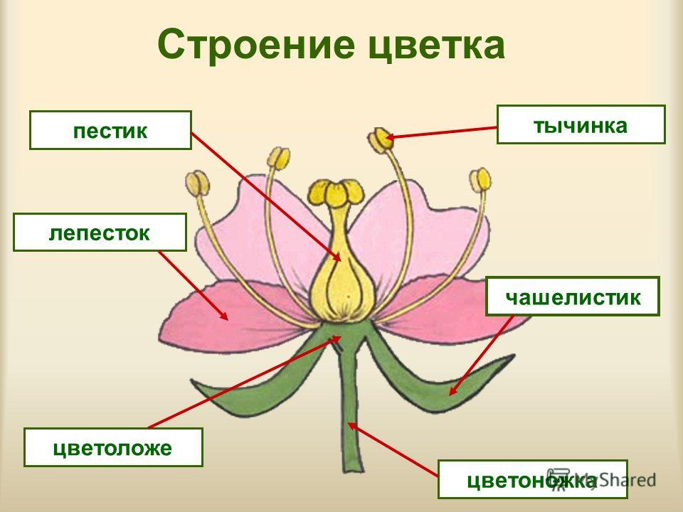 Презентация на тему Цветок генеративный орган его строение и