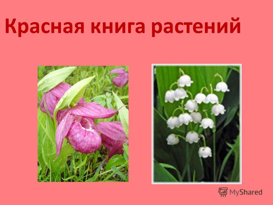 Презентация на тему Красная книга растений Растения которых уже нет