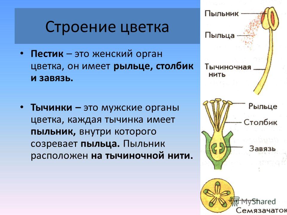 Презентация на тему Тема урока «Цветок его строение и значение В