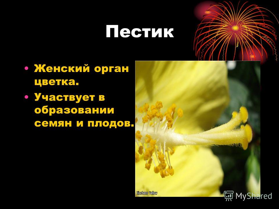 Презентация на тему Тема строение цветка Цель урока дать понятие о