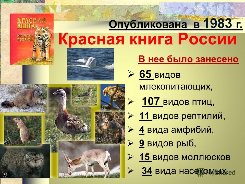 Презентация Красная Книга России 4 Класс Alvitastroy